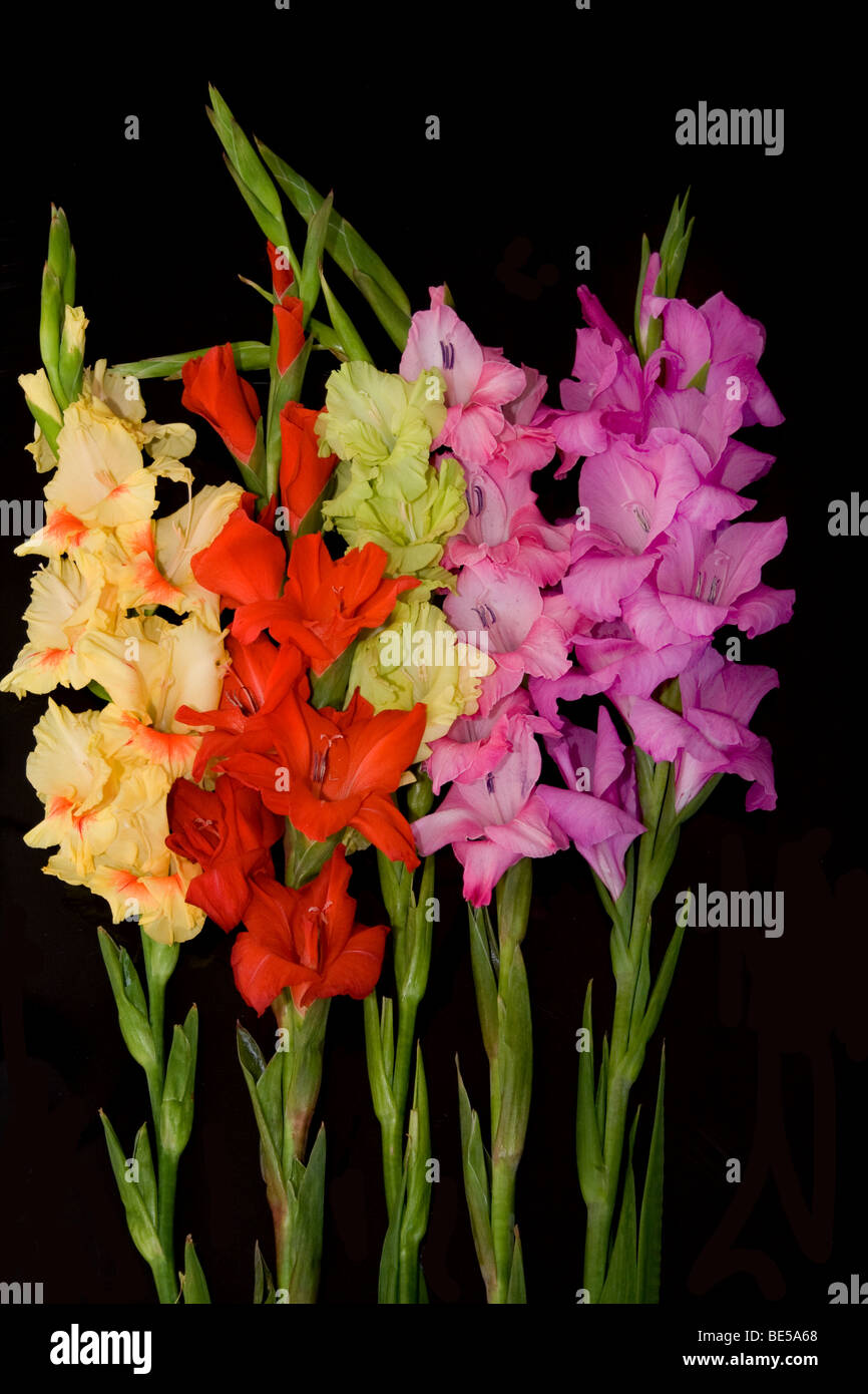 Many colors gladiolus Stock Photo - Alamy