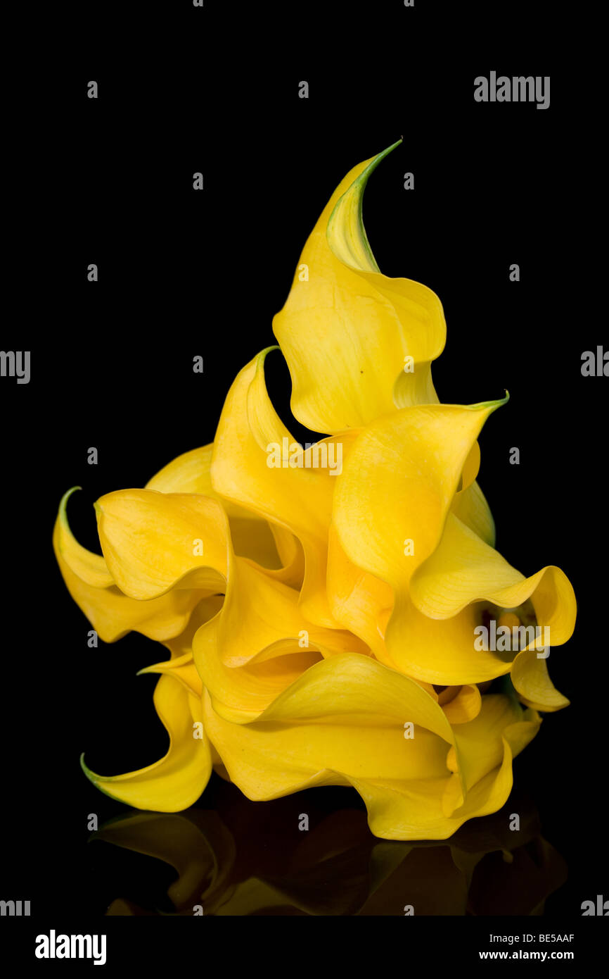 Yellow callas hi-res stock photography and images - Alamy