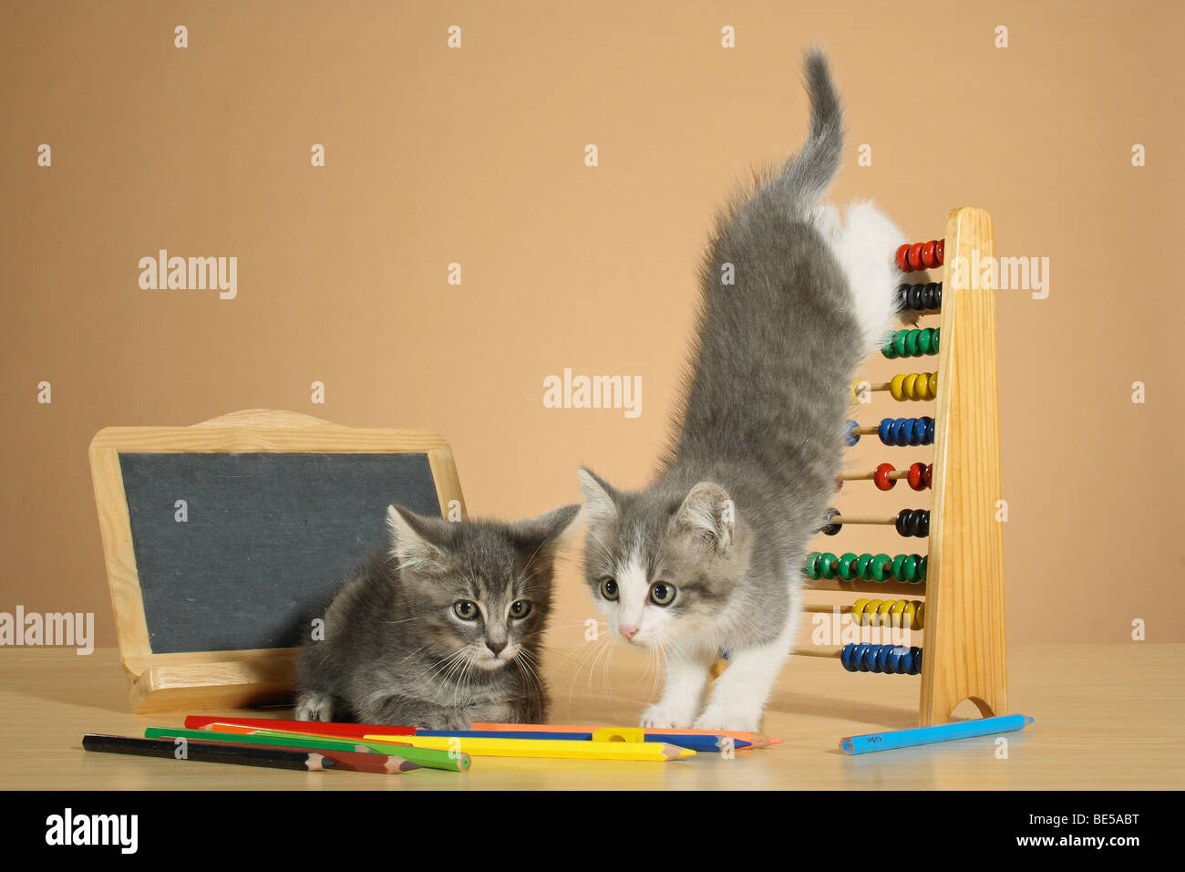domestic cat - two kittens between blackboard and counting frame Stock ...