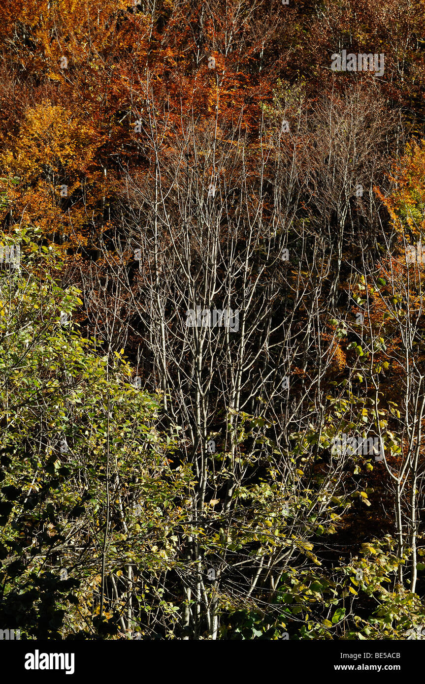 Forest in autumn. General landscape Stock Photo - Alamy