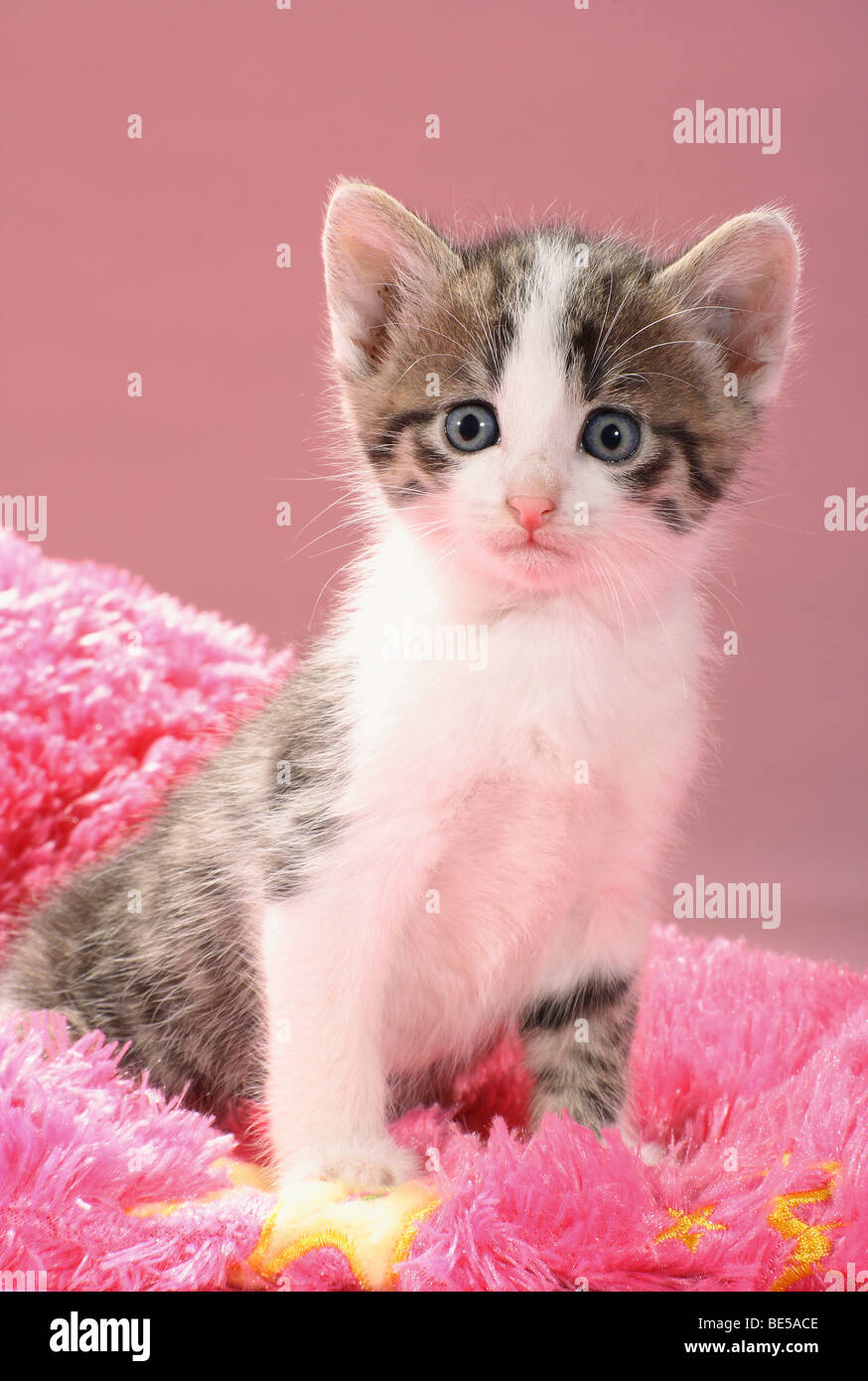 domestic cat - kitten sitting on a pink pillow Stock Photo - Alamy