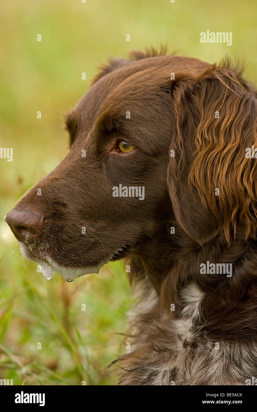 How Intelligent Is A Small Munsterlander