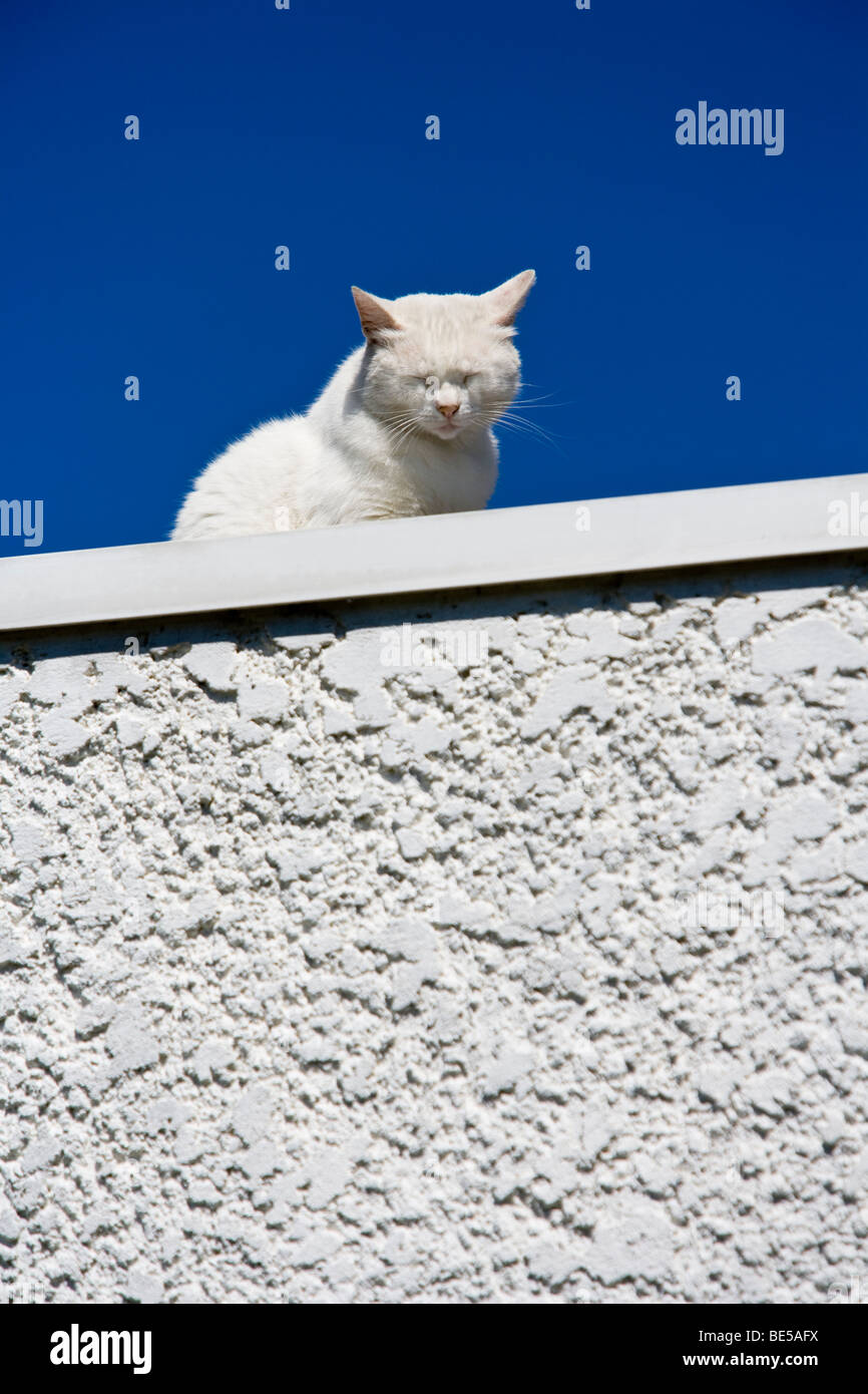 White cat and white wall Stock Photo - Alamy