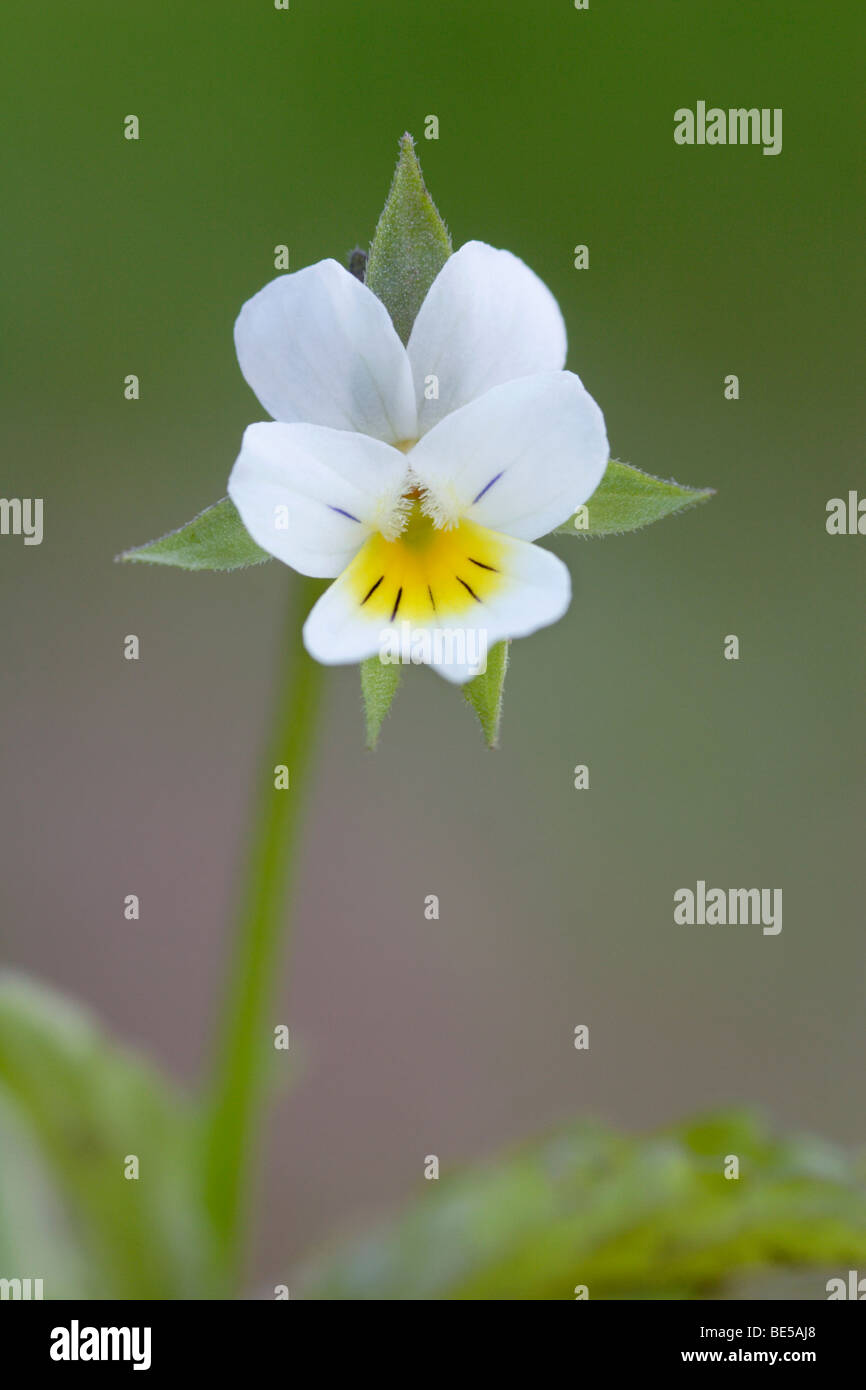 Wild field pansy (Viola arvensis), England, UK Stock Photo - Alamy