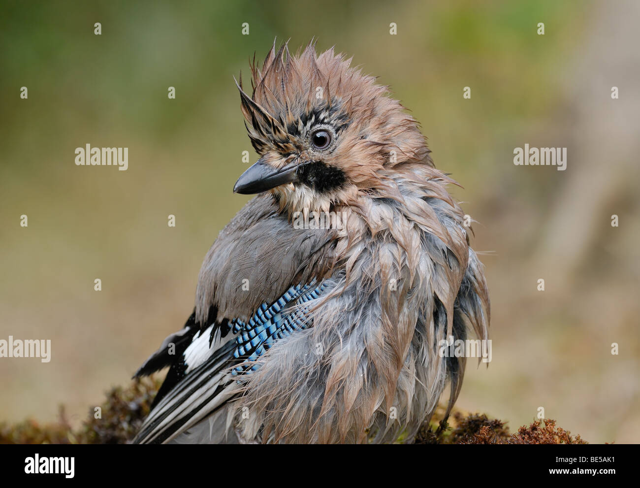 European blue jay garrulus glandarius hi-res stock photography and ...