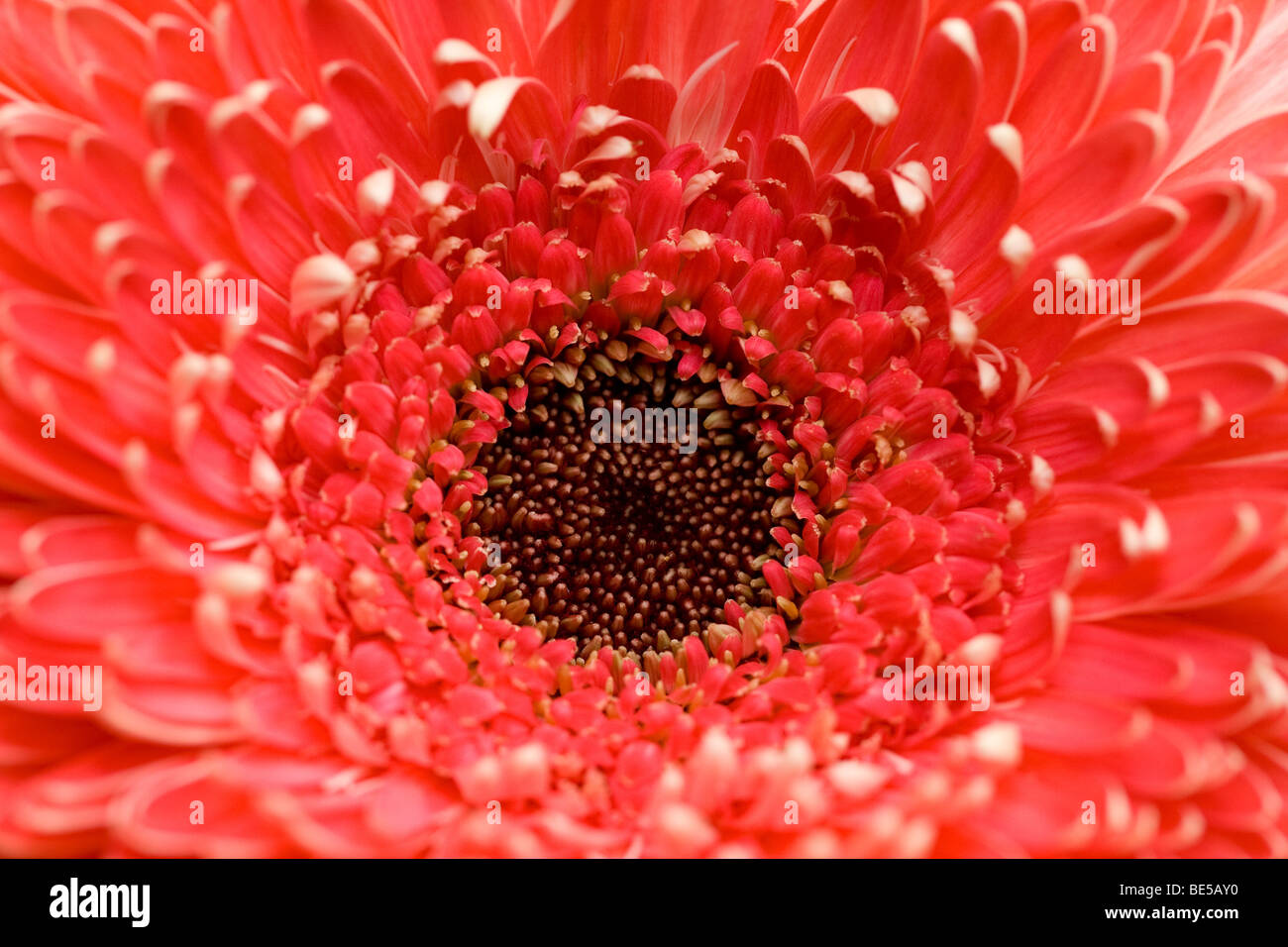 Red daisy hi-res stock photography and images - Alamy