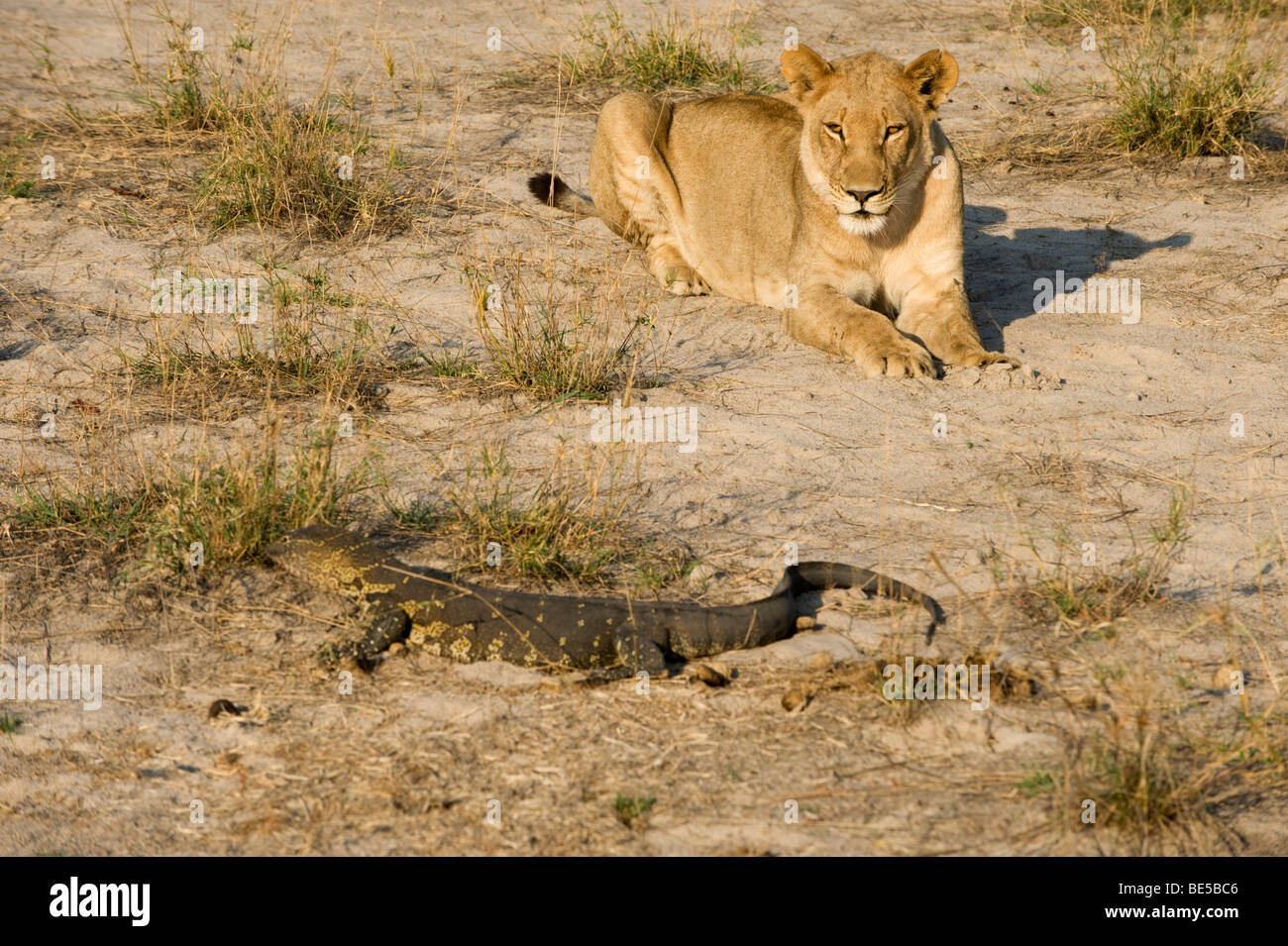 Leo lizard hi-res stock photography and images - Alamy