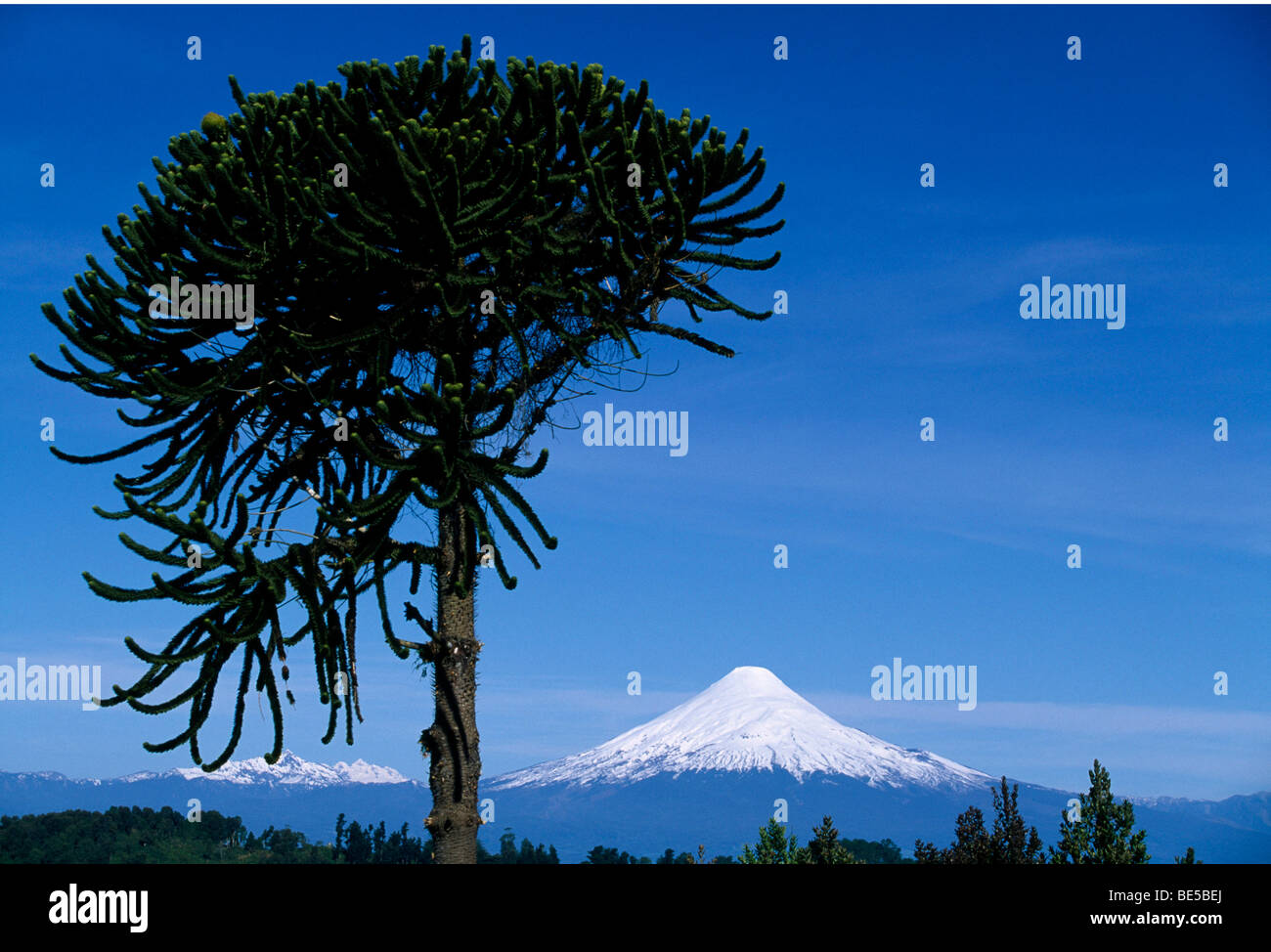Araucaria in front of Osorno Volcano, Patagonia, Lake District, Chile ...