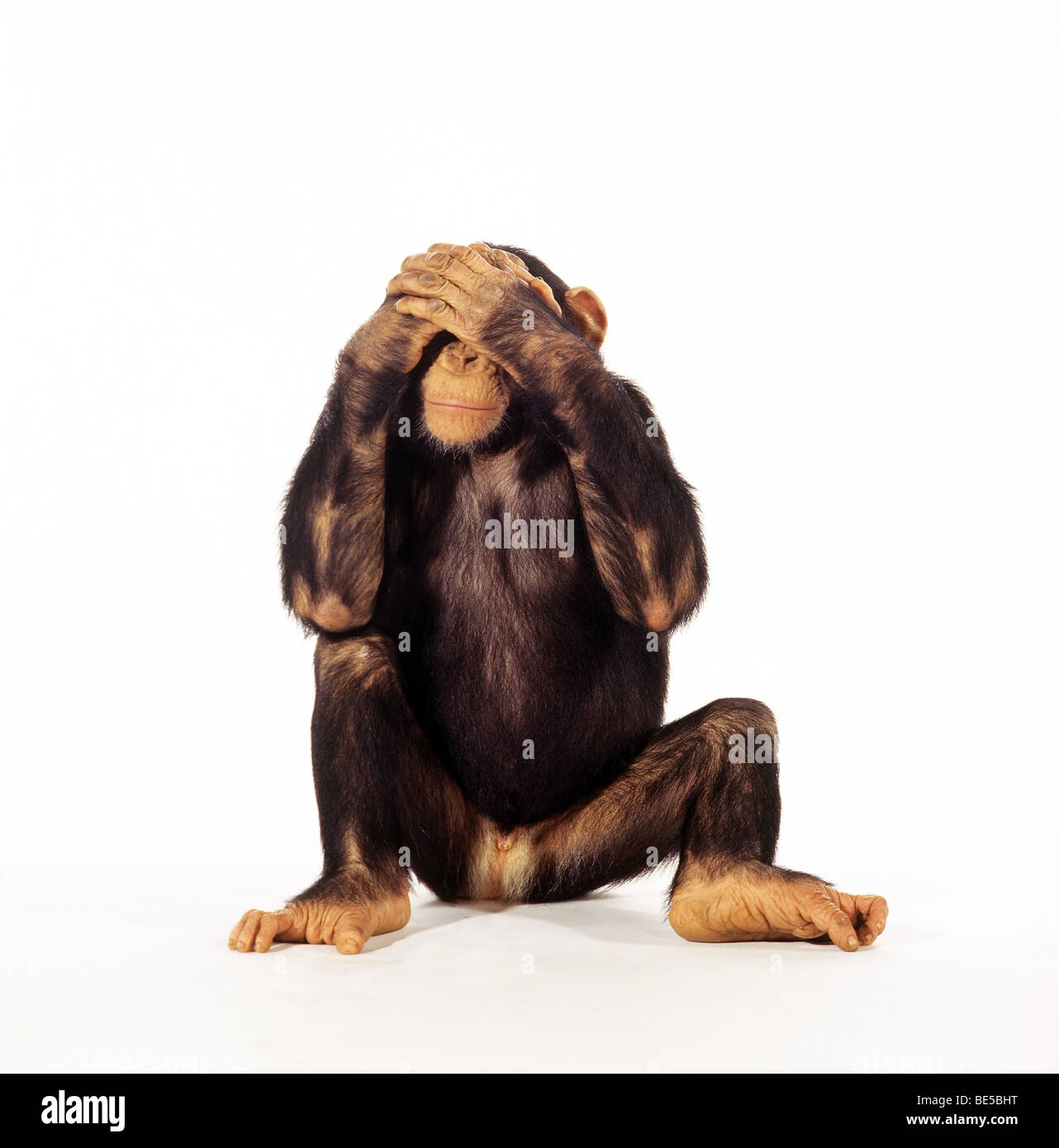 chimpanzee - sitting - cut out / Pan troglodytes Stock Photo - Alamy