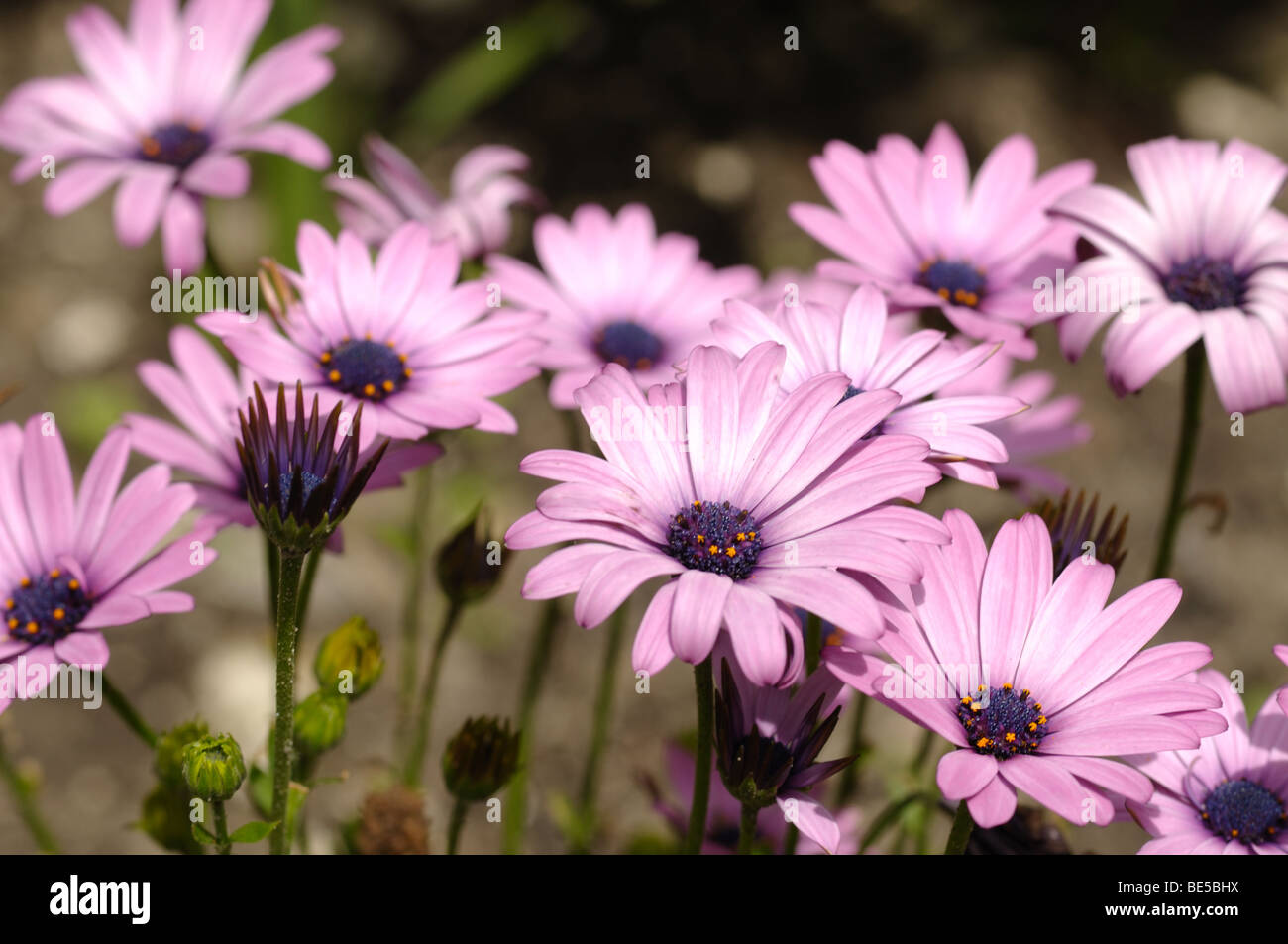 Violet flowers in a garden Stock Photo - Alamy