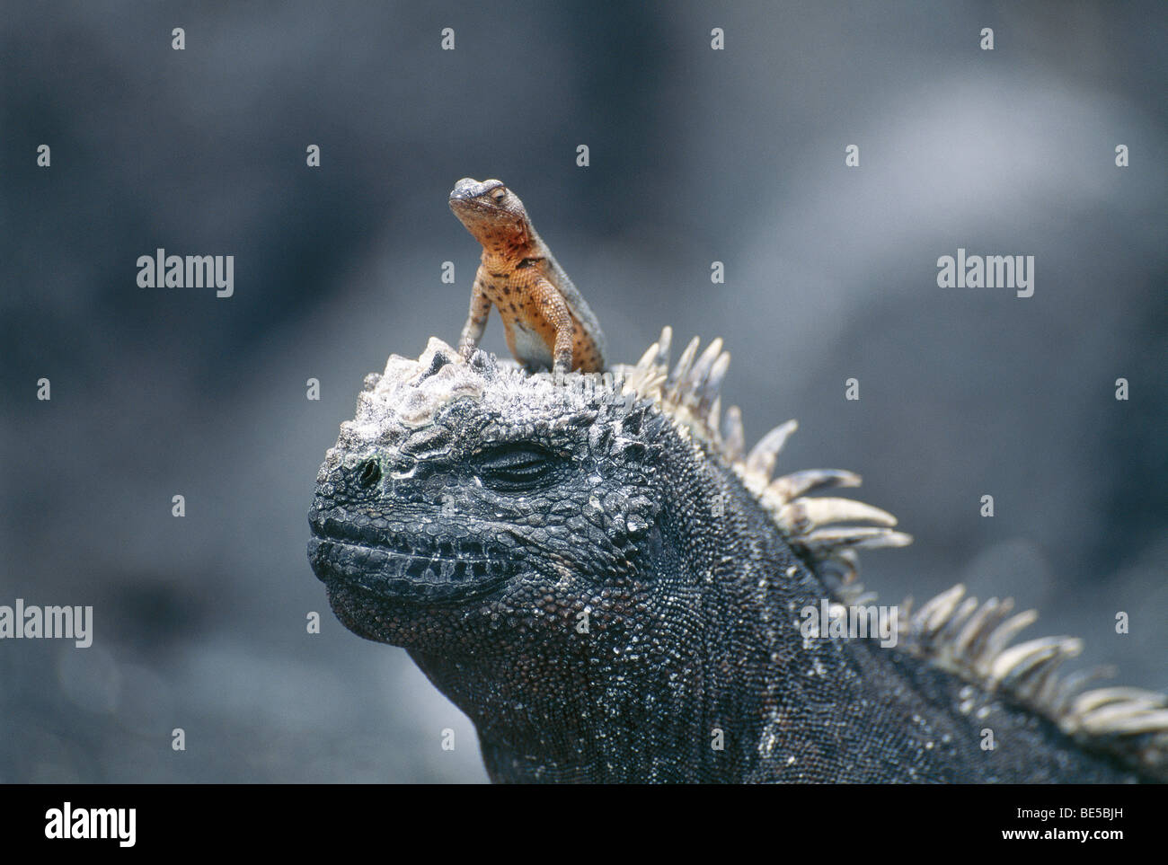 Lizard sitting on a marine iguana, Galapagos Islands, Ecuador, South ...