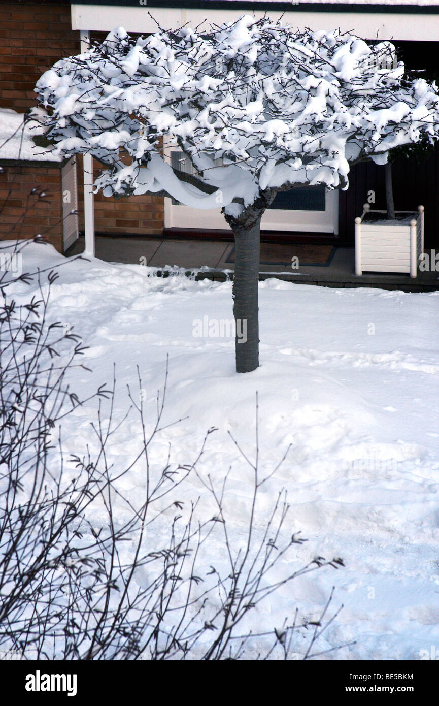 Tree in a front garden covered in snow Stock Photo - Alamy