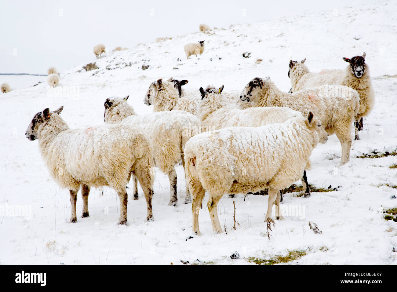 Sheep in snow hi-res stock photography and images - Alamy