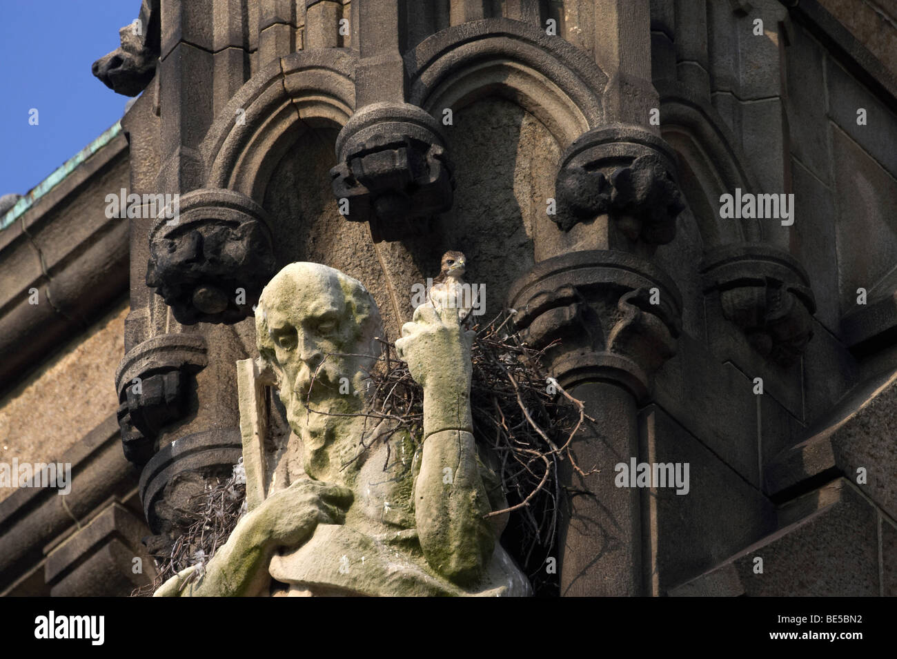 A Red-tailed Hawk eyass looks out from its nest on the shoulder of St ...