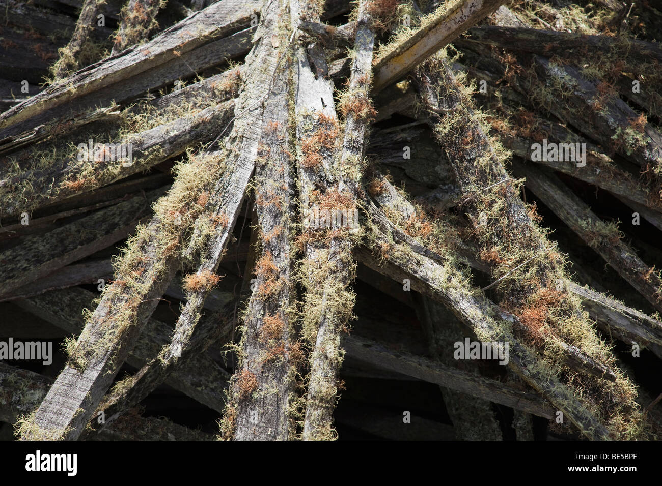 Lichen on lumber scraps on sawmill Stock Photo - Alamy
