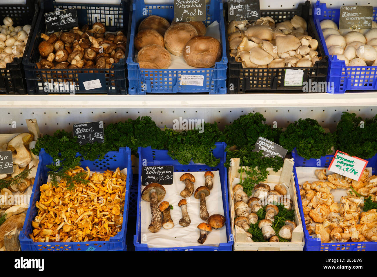 Display of different mushrooms Stock Photo - Alamy