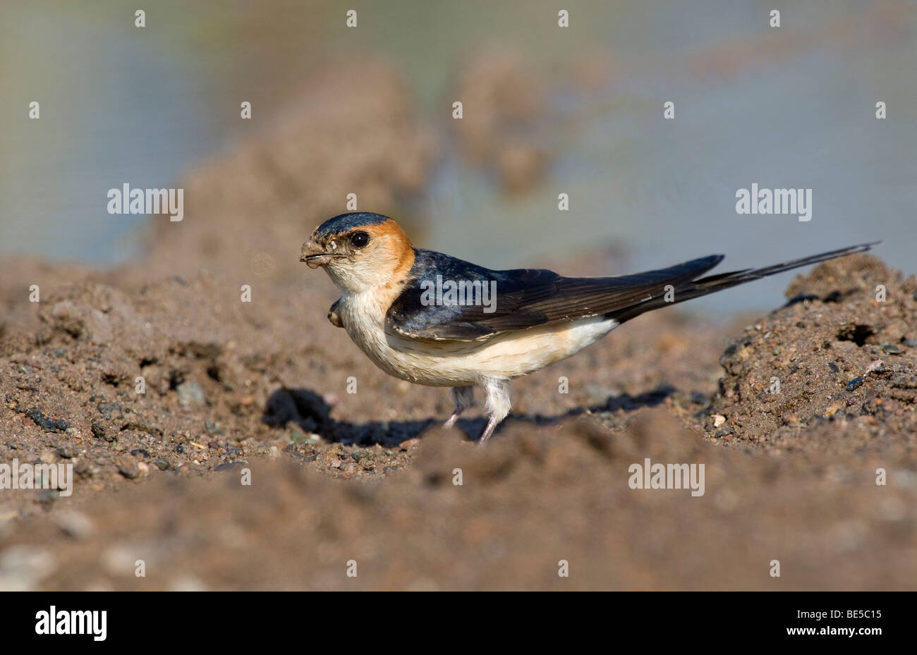 Red rumped swallow hi-res stock photography and images - Alamy