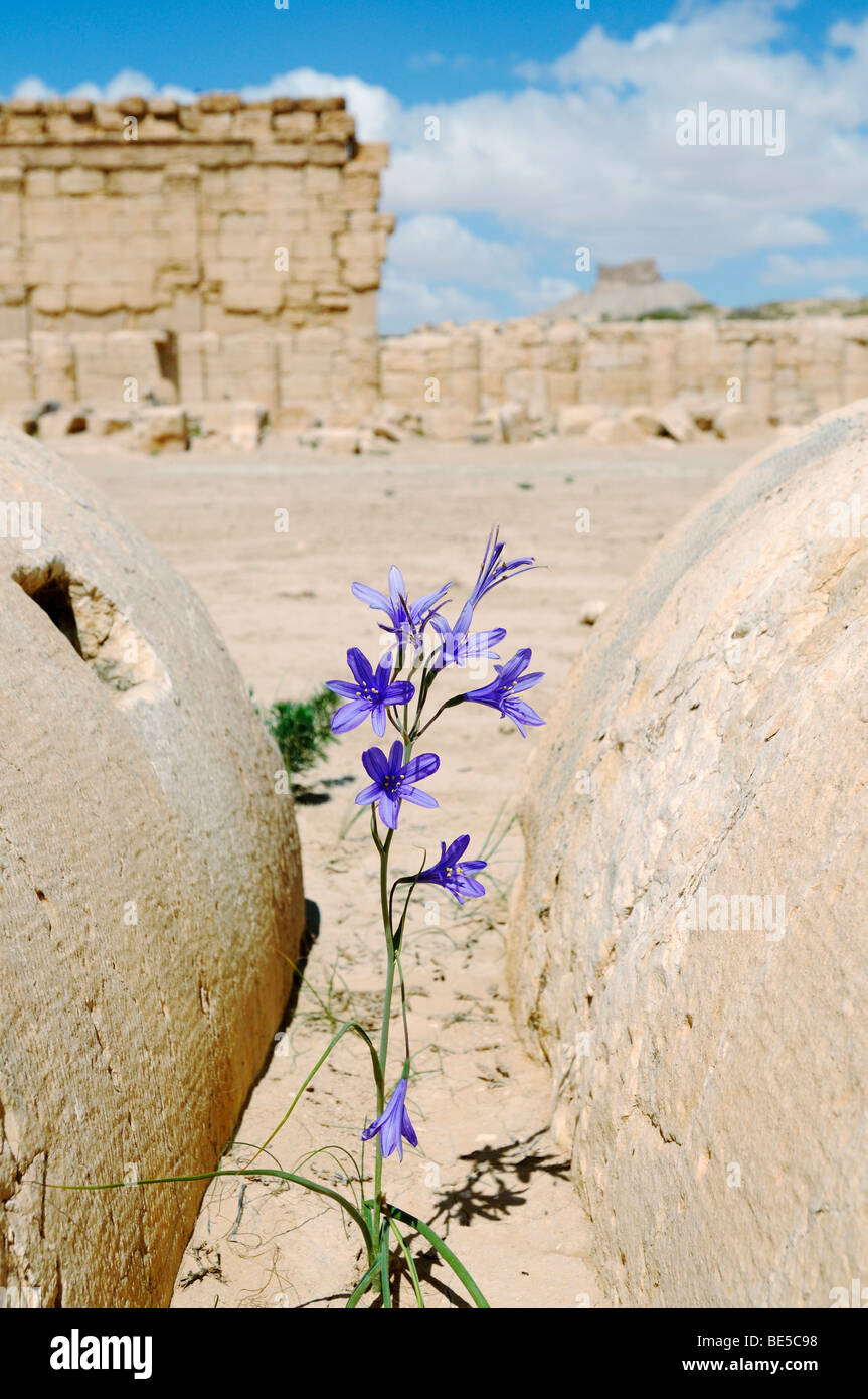Flower in the agora of the ruins at the Palmyra archeological site ...