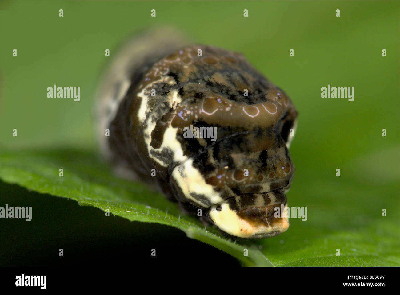 Giant Swallowtail or Orange Dog Butterfly Caterpillar Papilio ...