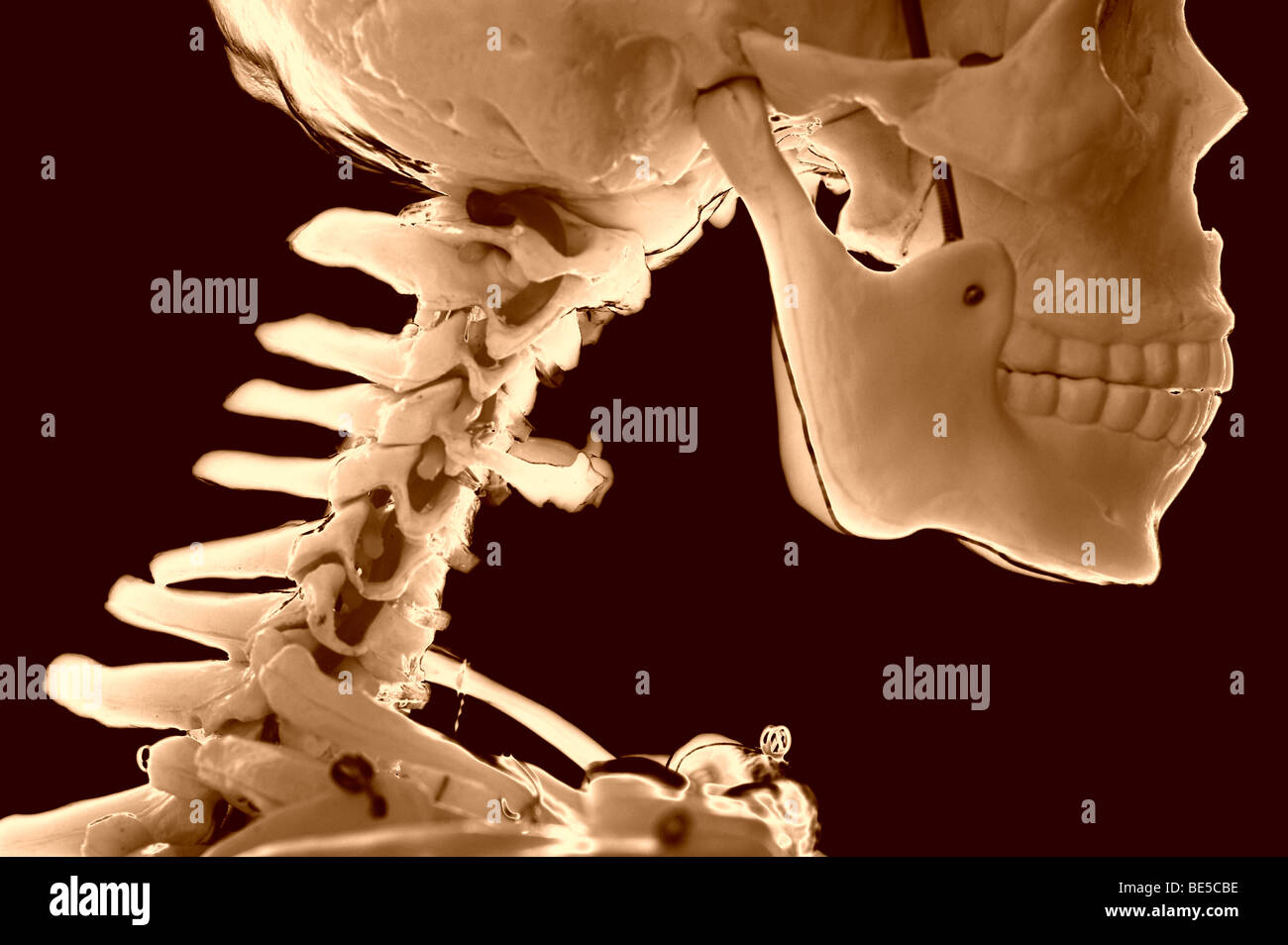 Human skull and spine hi-res stock photography and images - Alamy