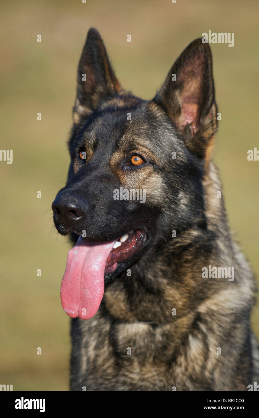 German Shepherd Dog, male, sitting, portrait Stock Photo - Alamy