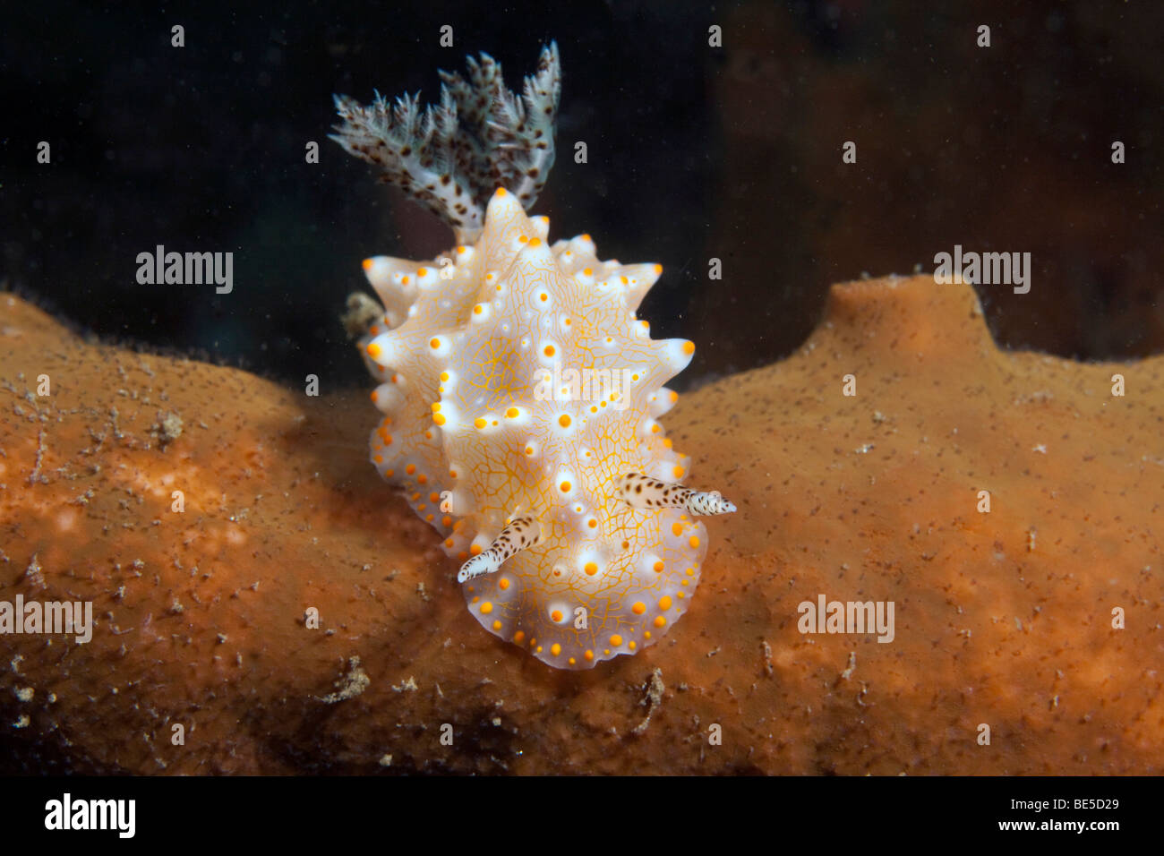 Halgerda nudibranch (Halgerda malesso), Indonesia, Southeast Asia Stock ...