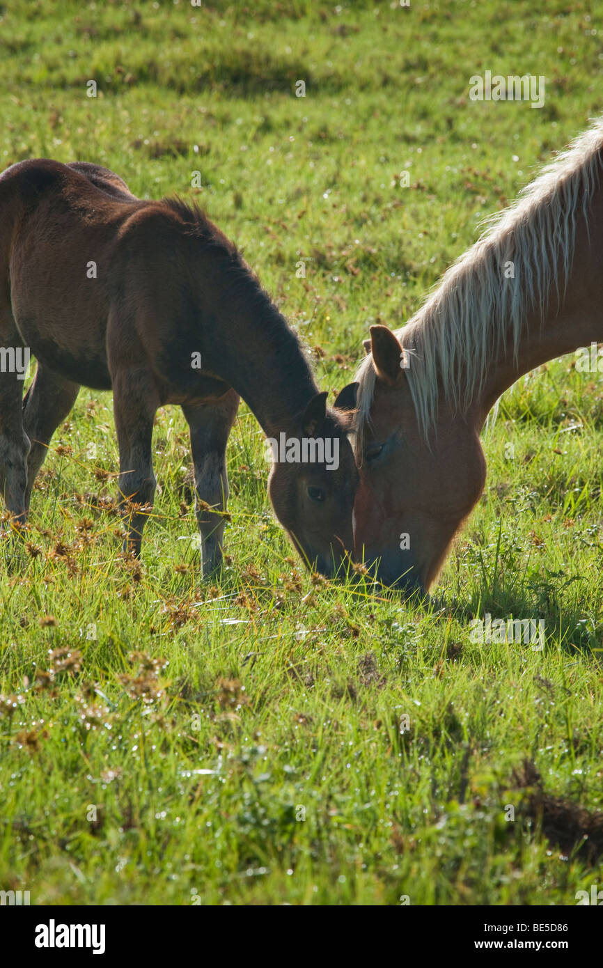 Mother and colt on a ranch in Hawaii Stock Photo - Alamy