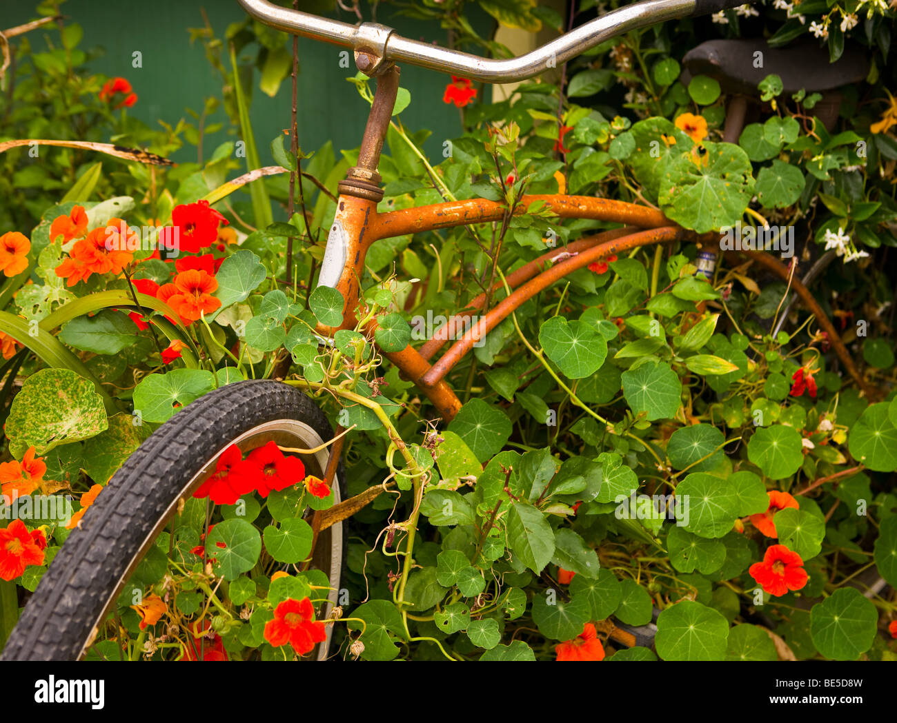 Catalina flowers california hi-res stock photography and images - Alamy