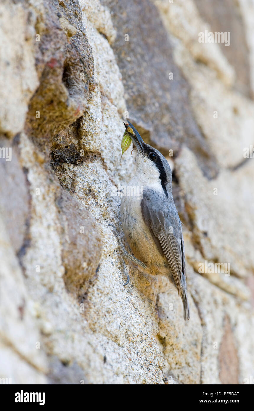 Nuthatch nuthatches nest hi-res stock photography and images - Alamy