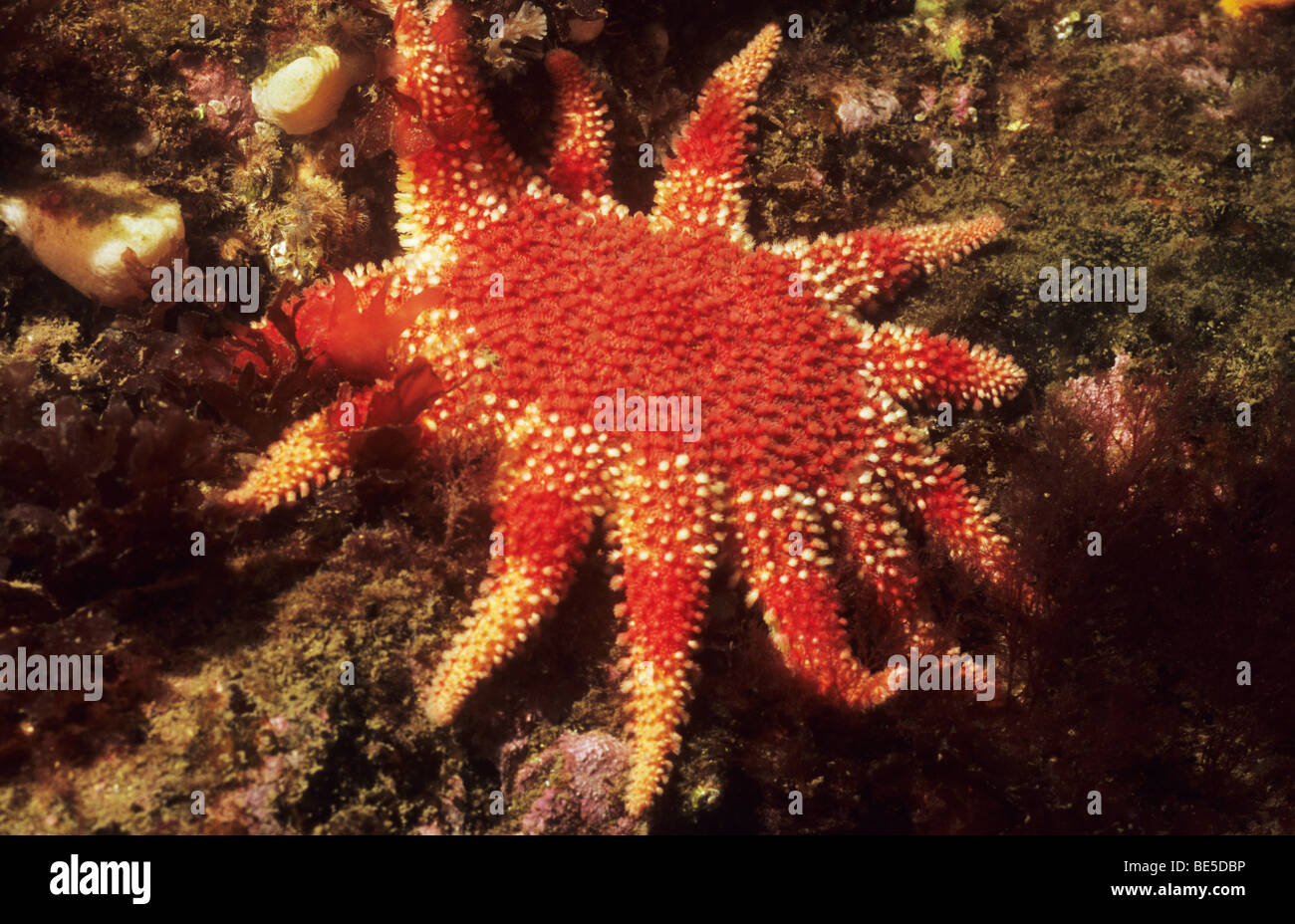 Amazing underwater marine life off the UK coast. The Farne Islands ...