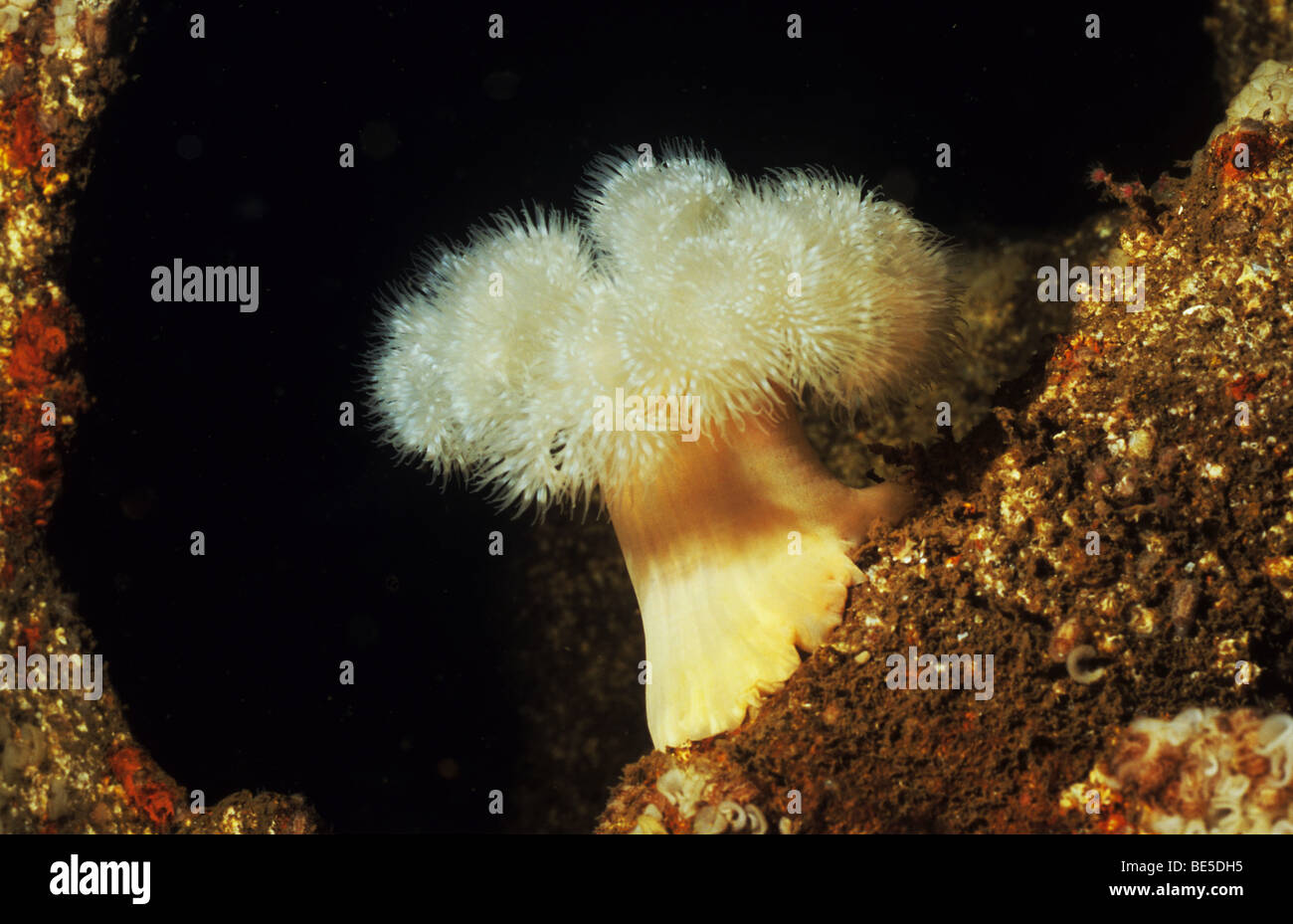 Marine life uk hi-res stock photography and images - Alamy