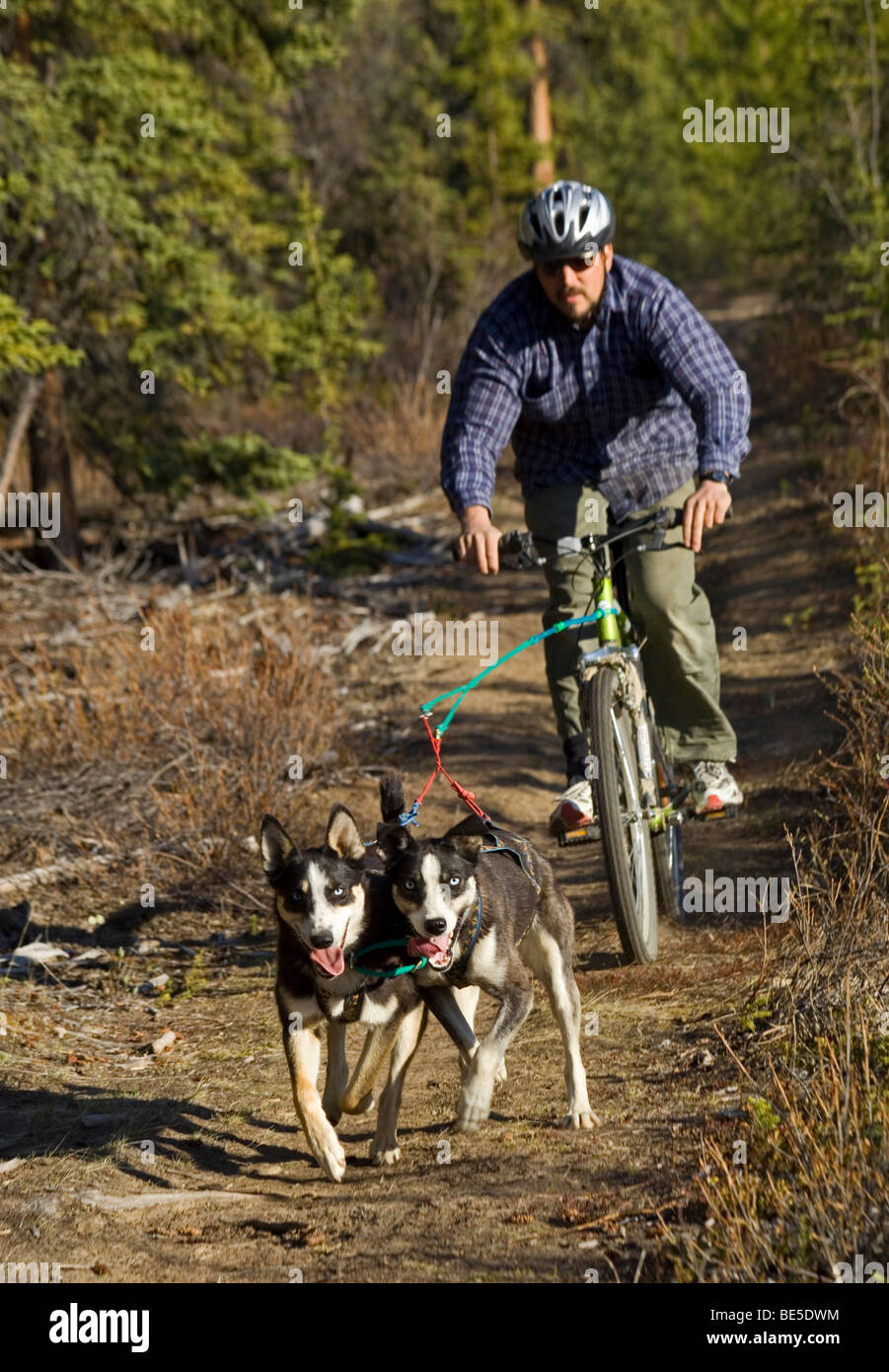 Alaskan Huskies, man bicycling, dry land sled dog race, mountain bike ...