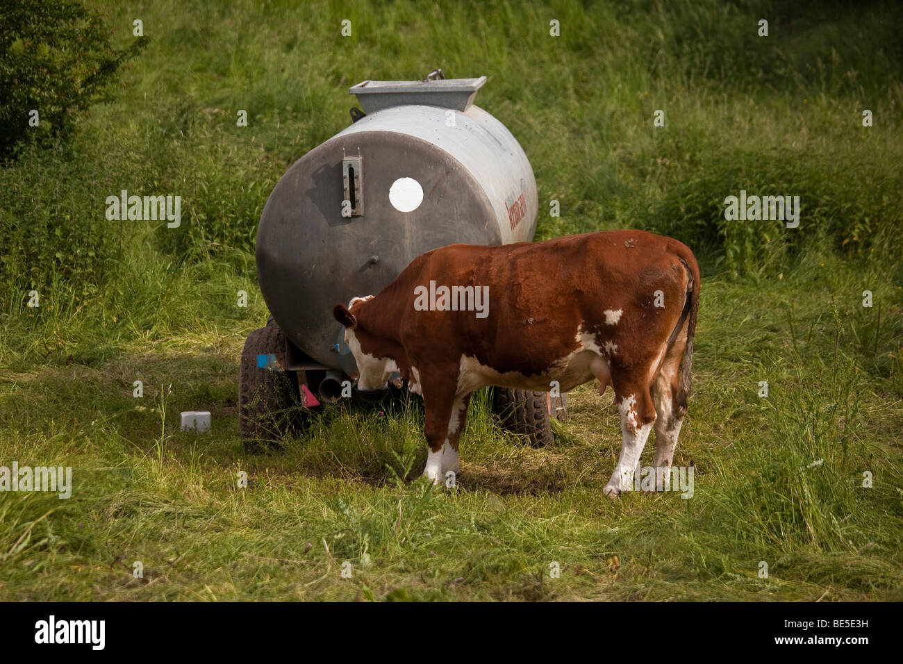 German simmental hi-res stock photography and images - Alamy