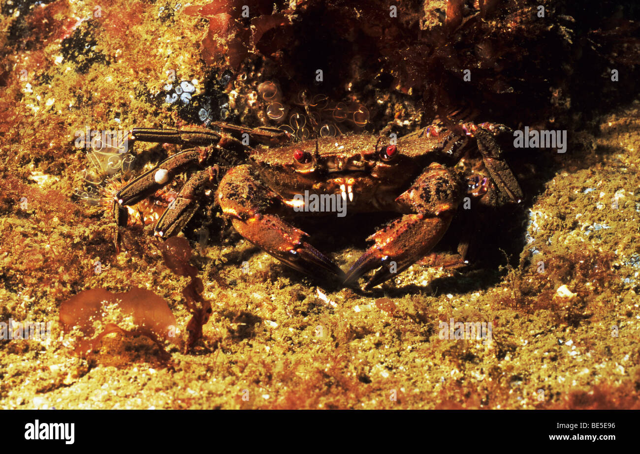 Amazing underwater marine life off the UK coast. The Farne Islands ...