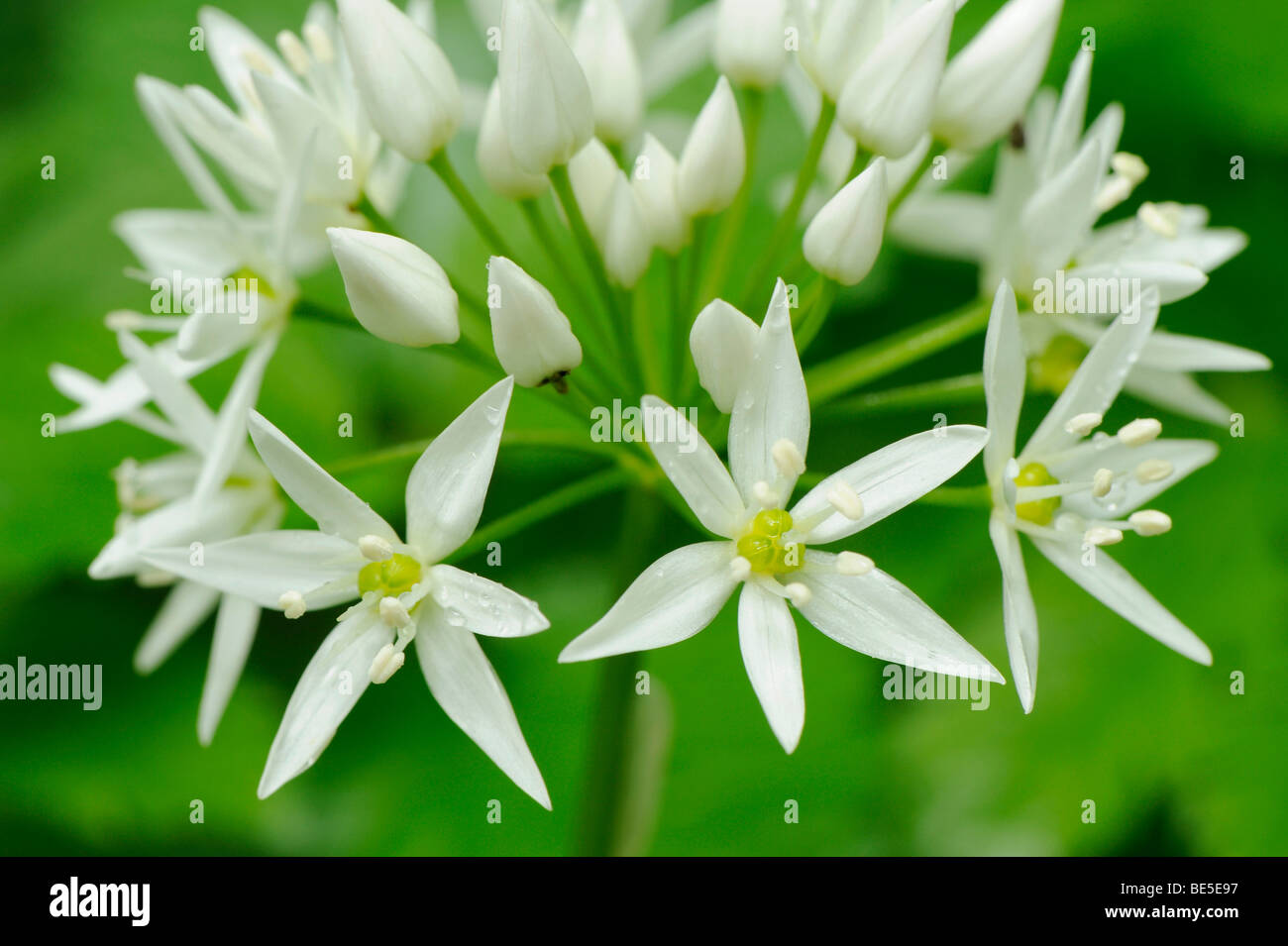 Wild Garlic blossoms (Allium ursinum Stock Photo - Alamy