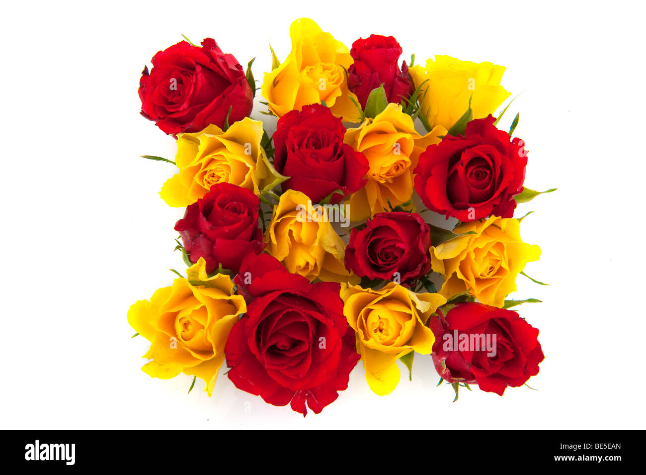 Yellow roses Cut Out Stock Images & Pictures - Alamy