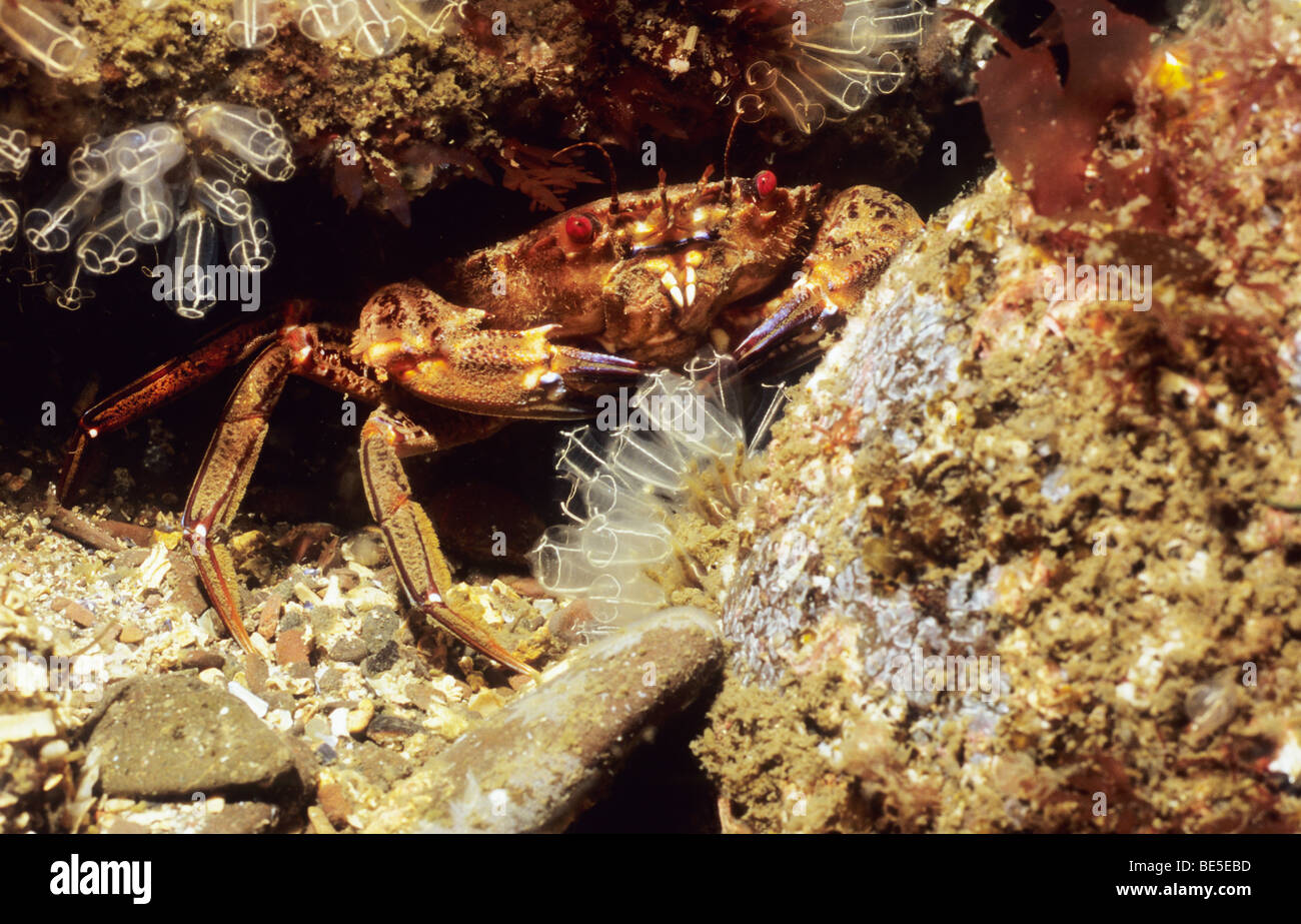 Amazing underwater marine life off the UK coast. The Farne Islands ...