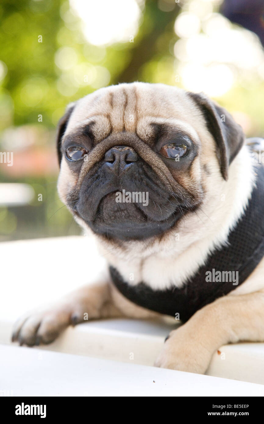 White pug hi-res stock photography and images - Alamy