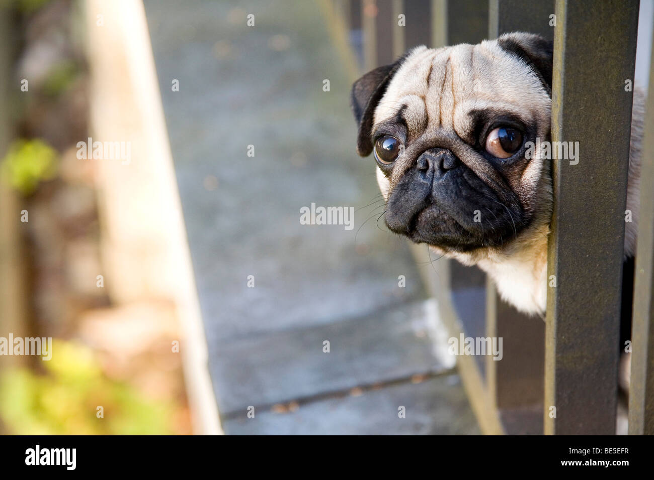 A young pug wedges his head through a balcony grille to look out Stock ...