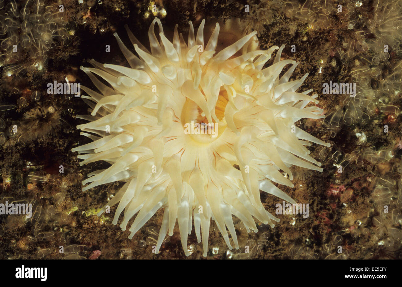 Amazing underwater marine life off the coast of St Abbs, Scotland. St ...