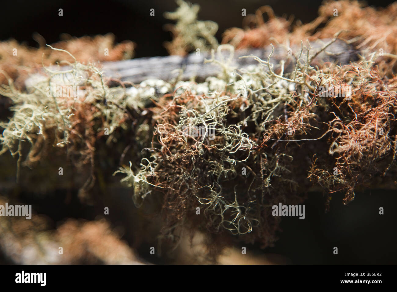 Lichen on lumber scraps on sawmill Stock Photo - Alamy