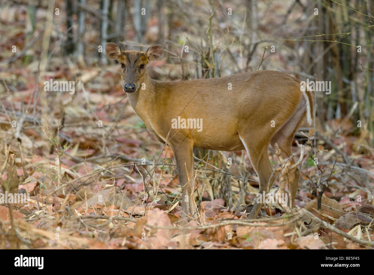 The shy barking deer Stock Photo - Alamy