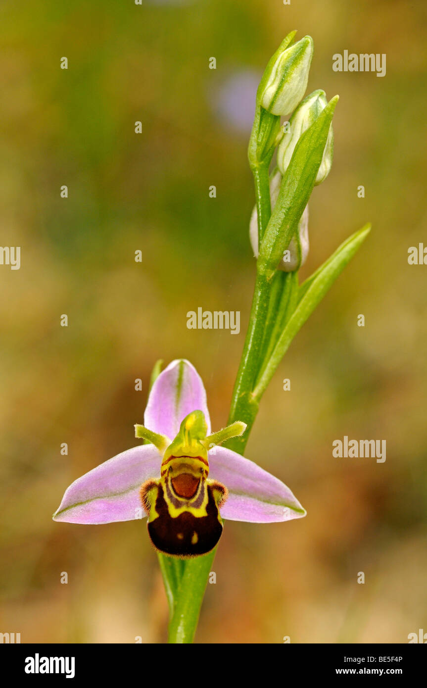 Bee Orchid (Ophrys apifera), Orchid Stock Photo - Alamy