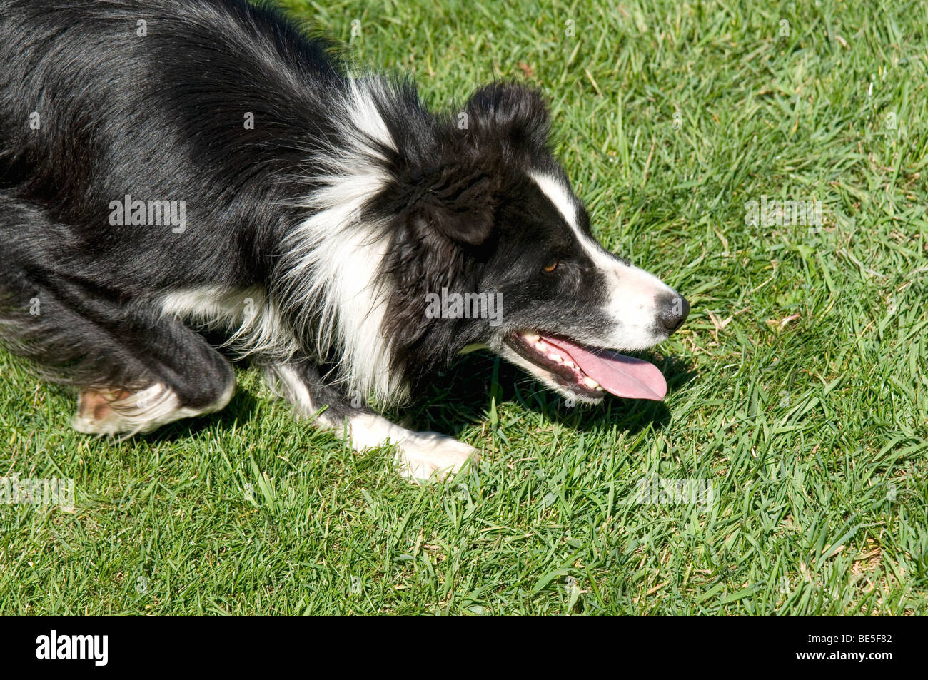 A Border Collie Competing in the Sheepdog Trials at the 2009 Hope ...