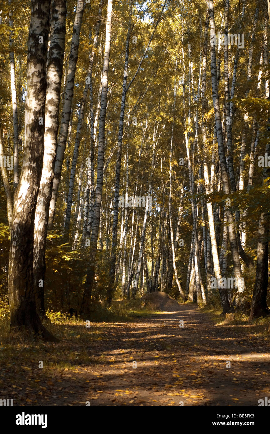 Moscow park - Autumn in the forest Stock Photo - Alamy