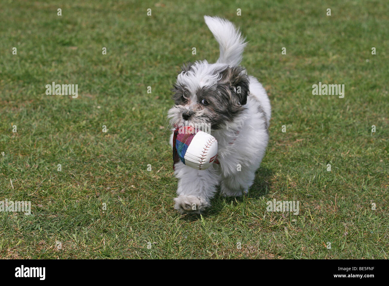 Maltese fauna hi-res stock photography and images - Alamy