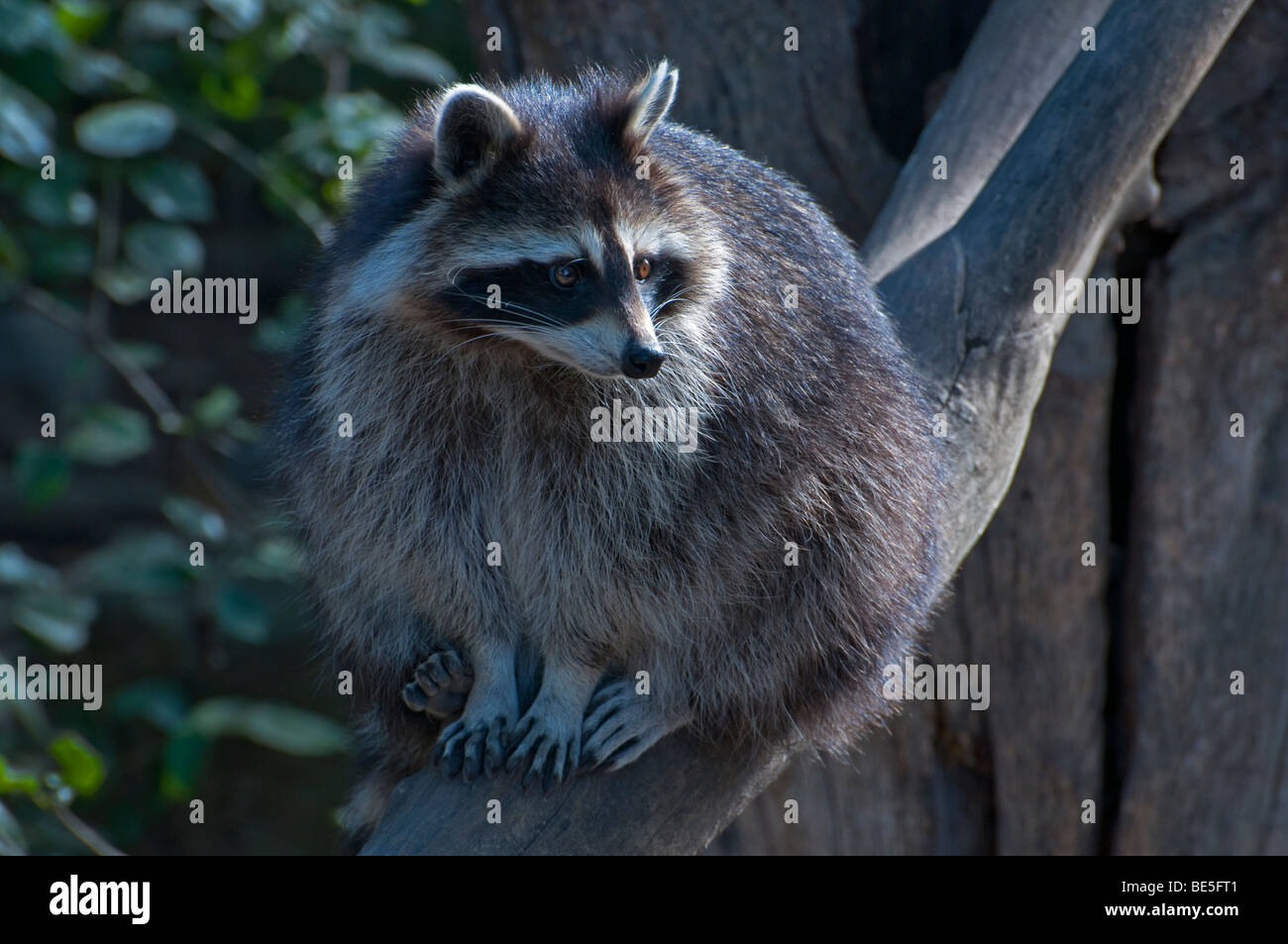A Northern Raccoon Stock Photo - Alamy