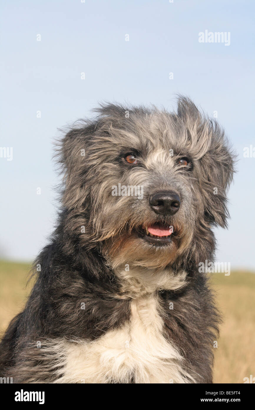 Bearded Collie hybrid, female, 4 years old, portrait Stock Photo - Alamy