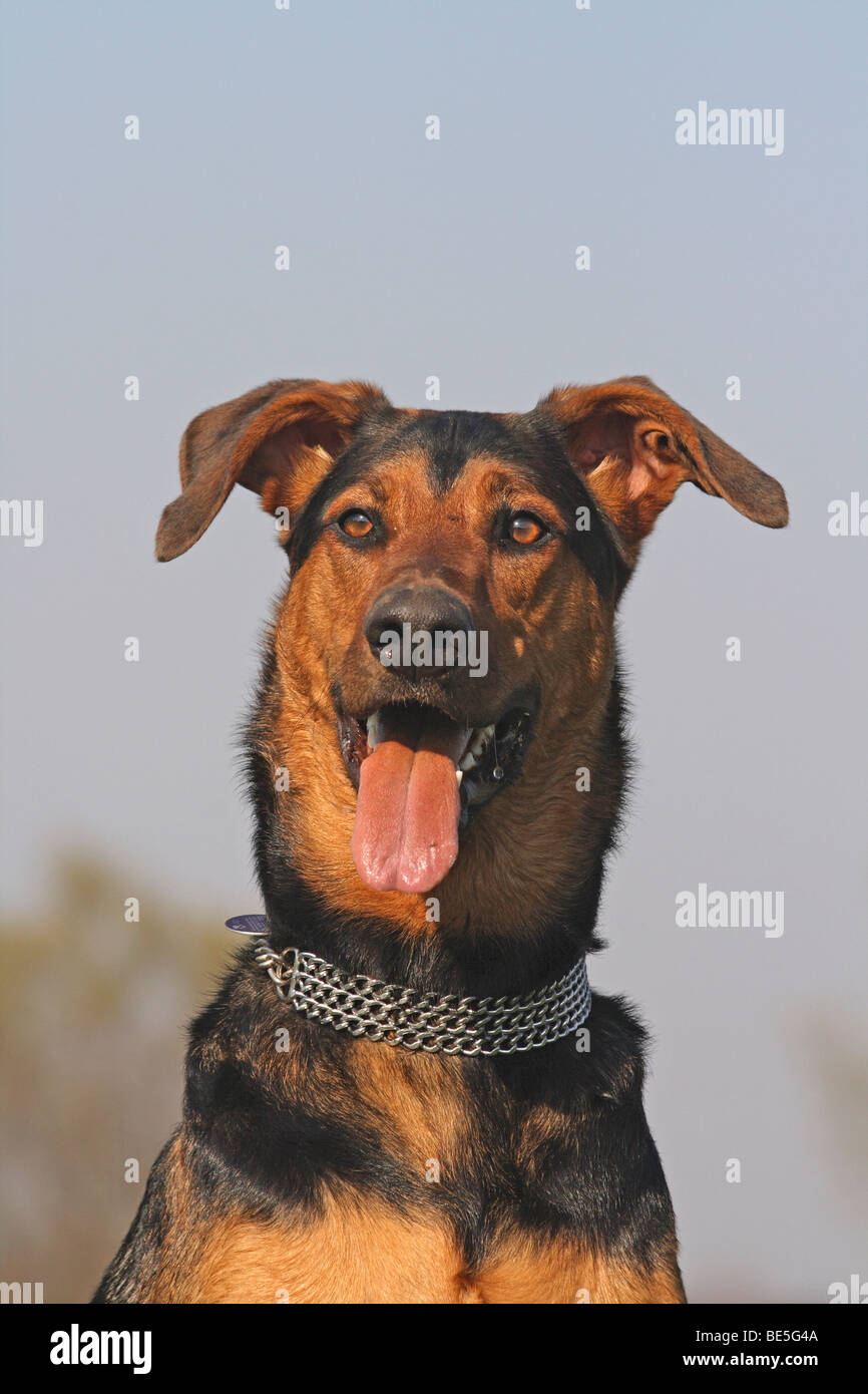 Doberman Wolf Hybrid