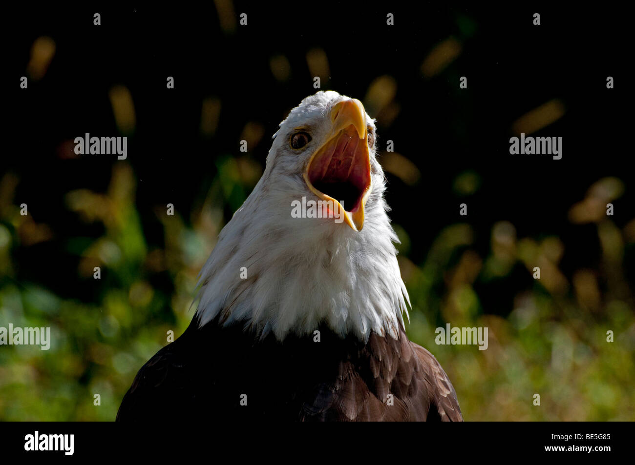 A Bald Eagle calling Stock Photo - Alamy
